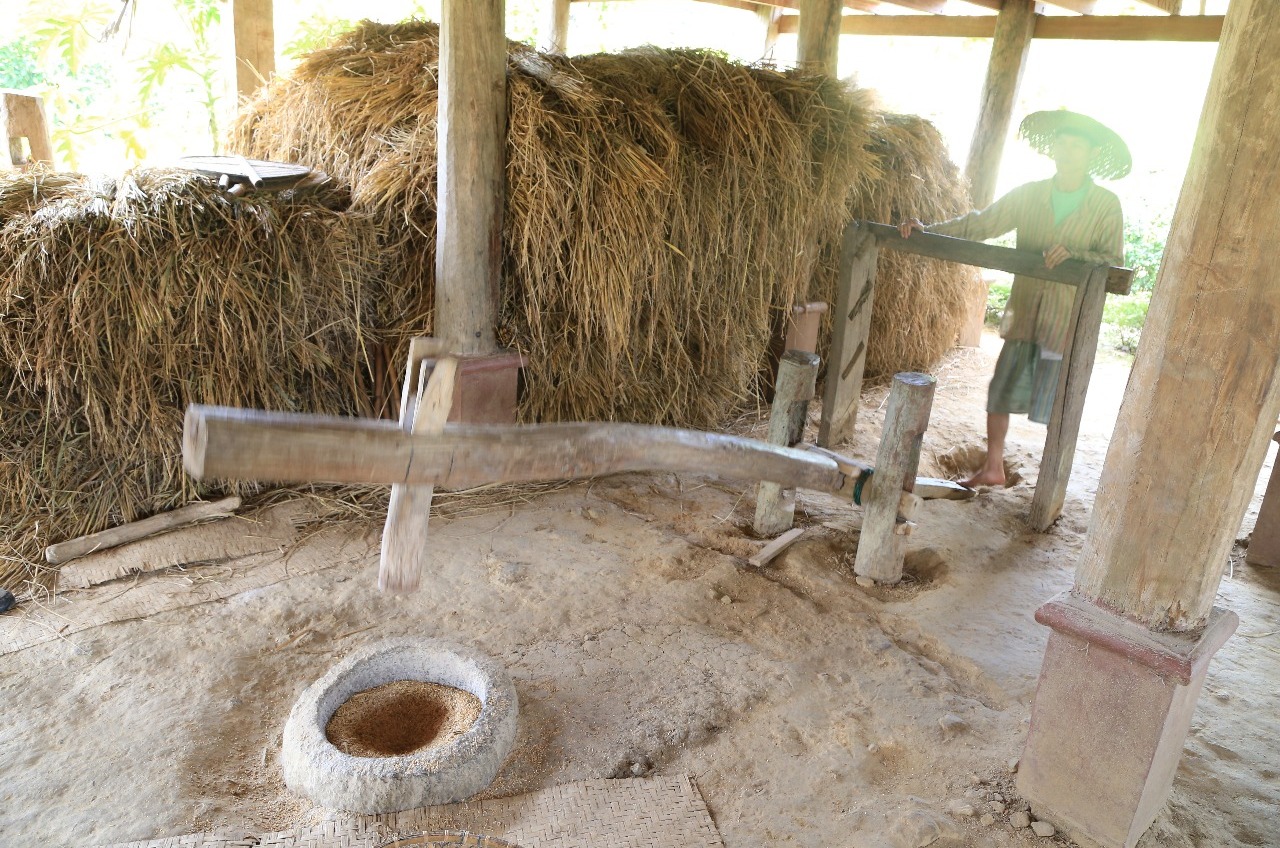 The Living Land (The Living Rice Farm)