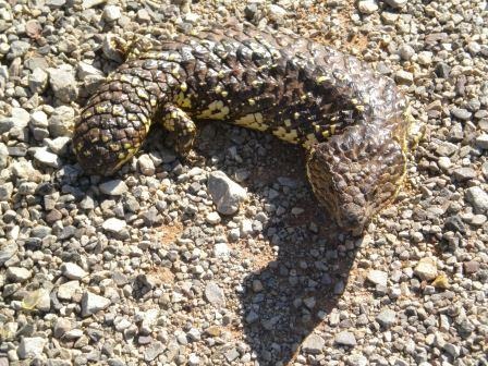 Roxby Downs & Andamooka