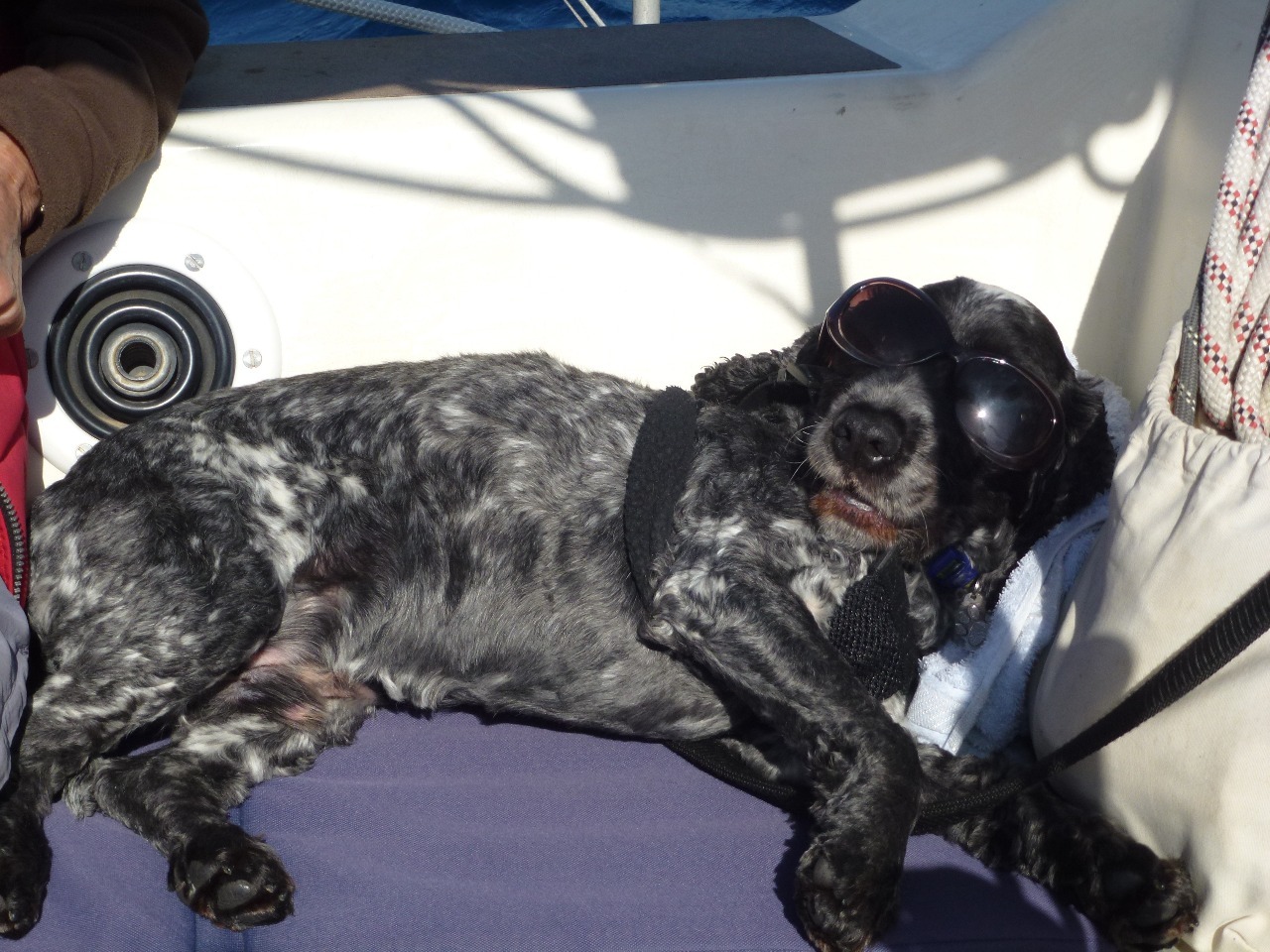 Klingons,Devil Worshippers and Super Spaniel