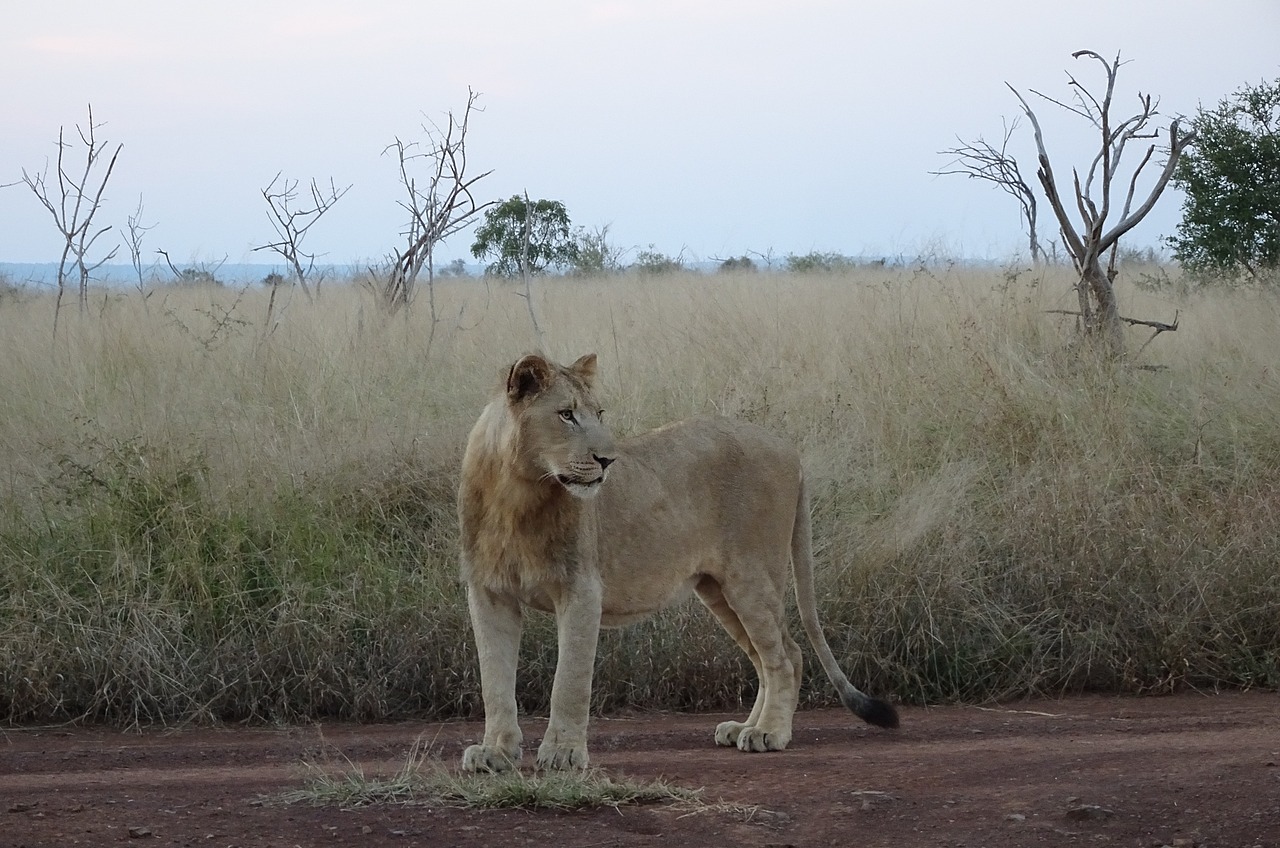 Groceries or lions? You need your priorities