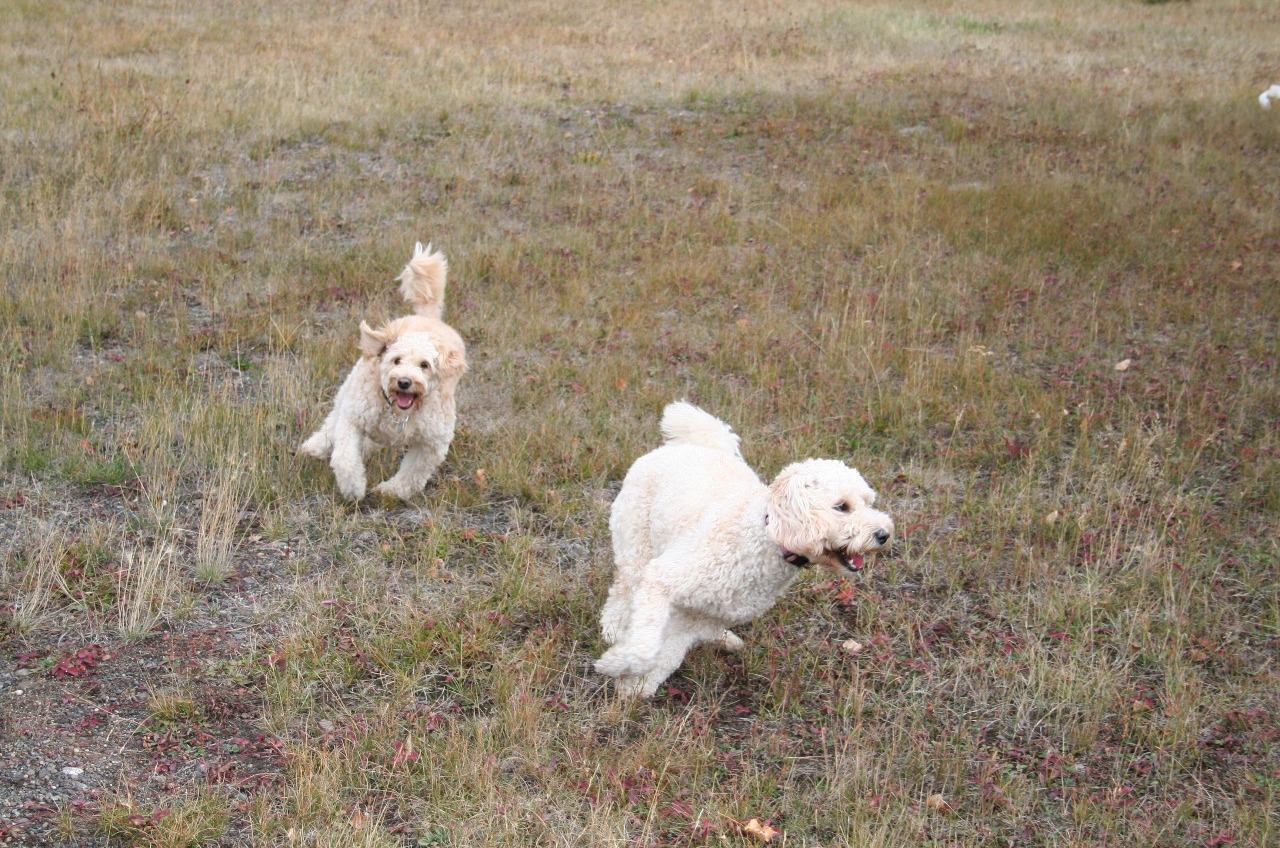Hounds playing in the wild