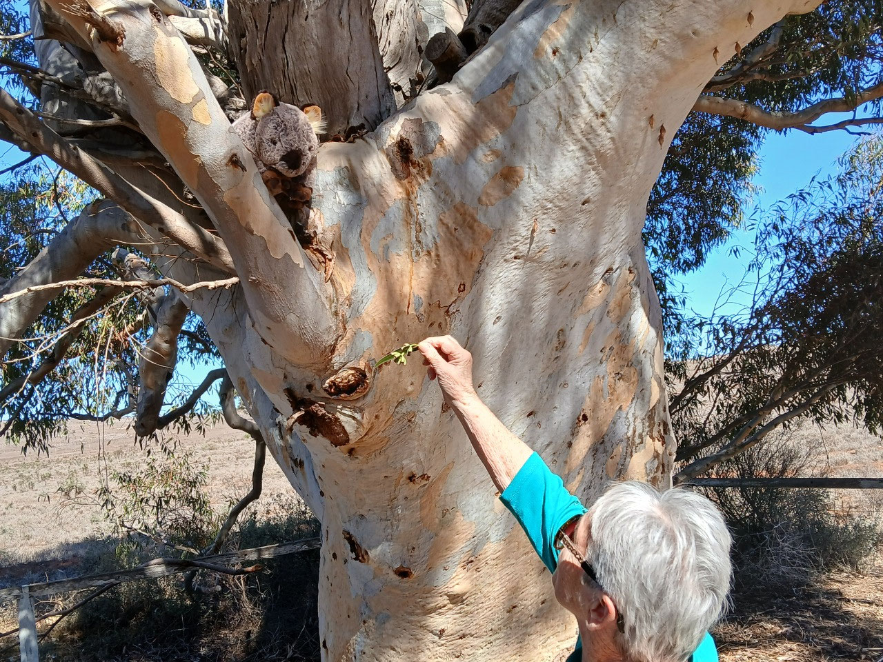 Lock - on route to Ceduna