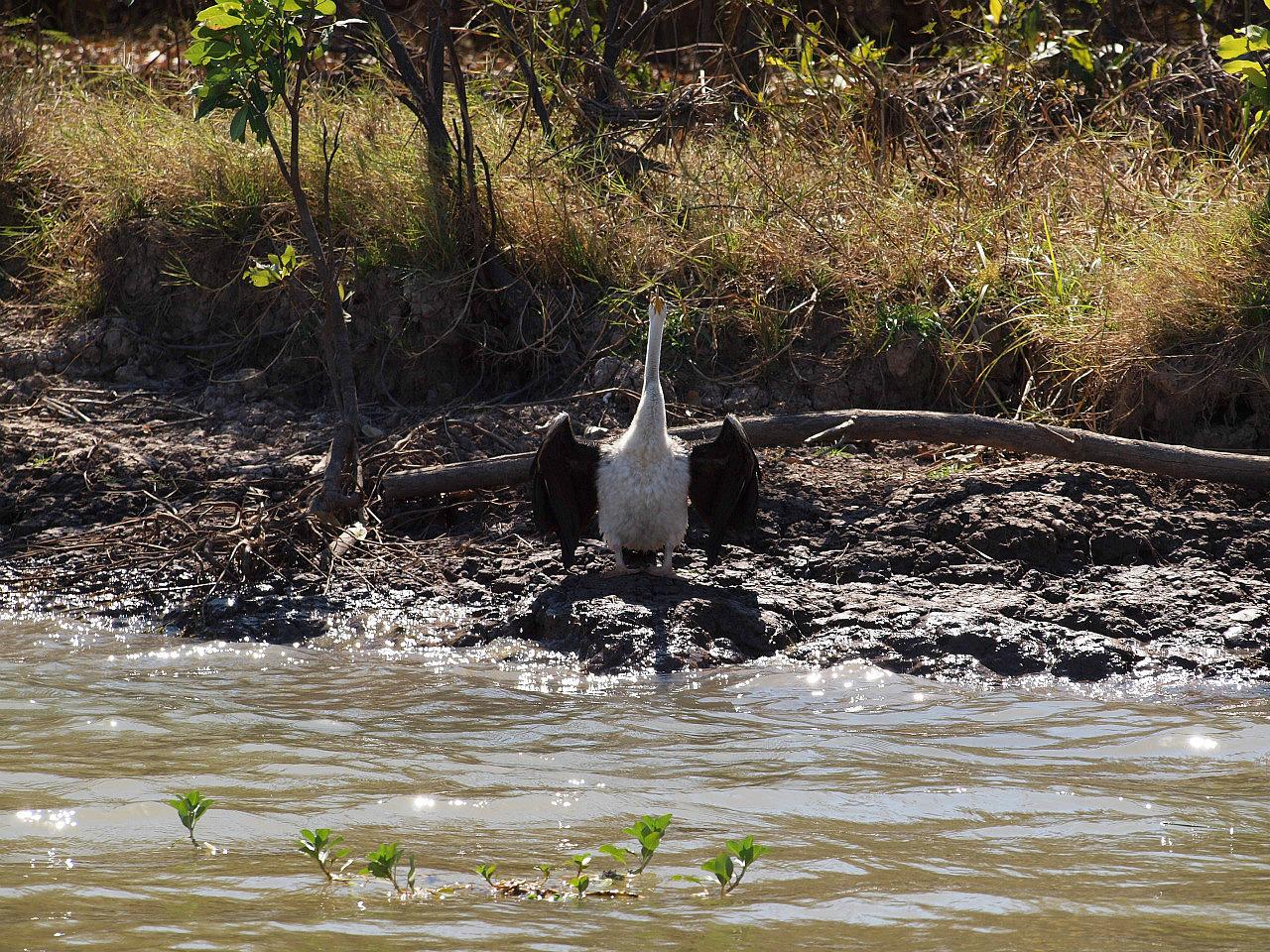 Kakadu and farewell to Darwin